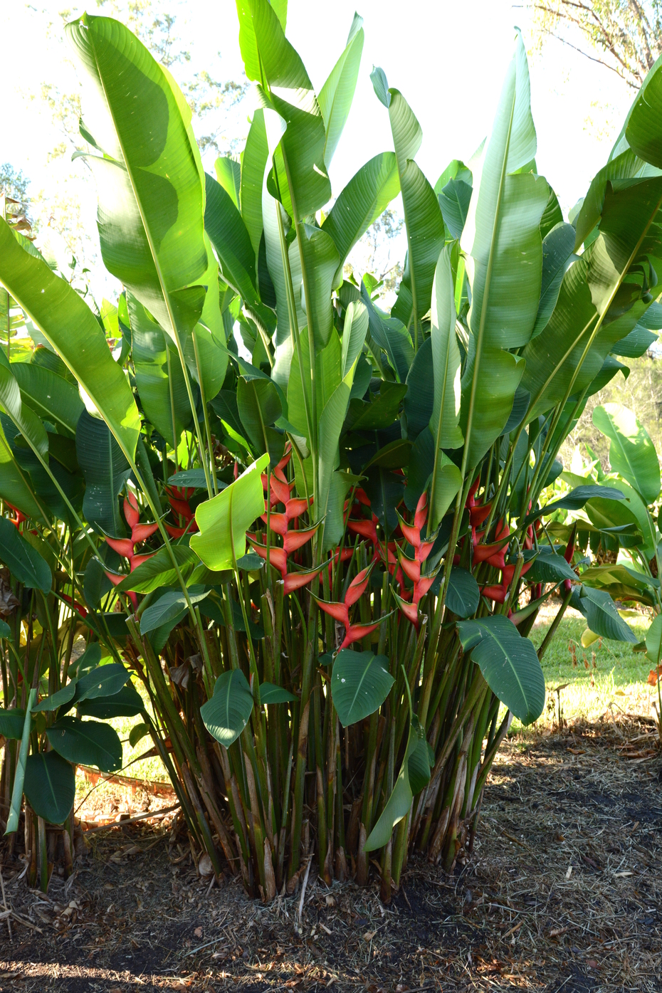 Heliconia bihai Claw II - Chi chuối pháo - Cây Cảnh Nhà Xanh