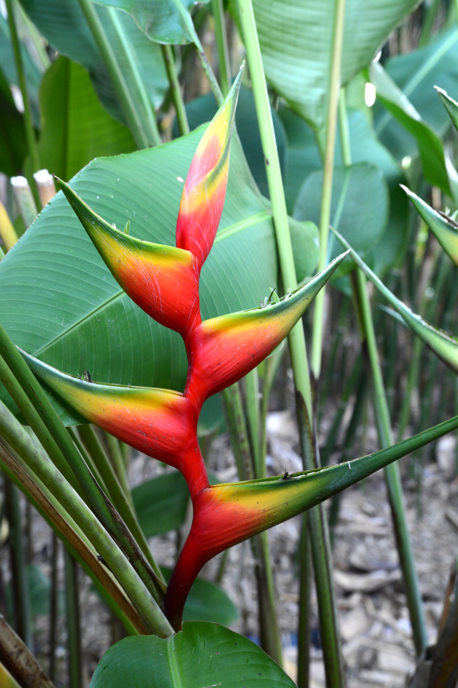Heliconia bihai Nappi Red - Chi chuối pháo - Cây Cảnh Nhà Xanh
