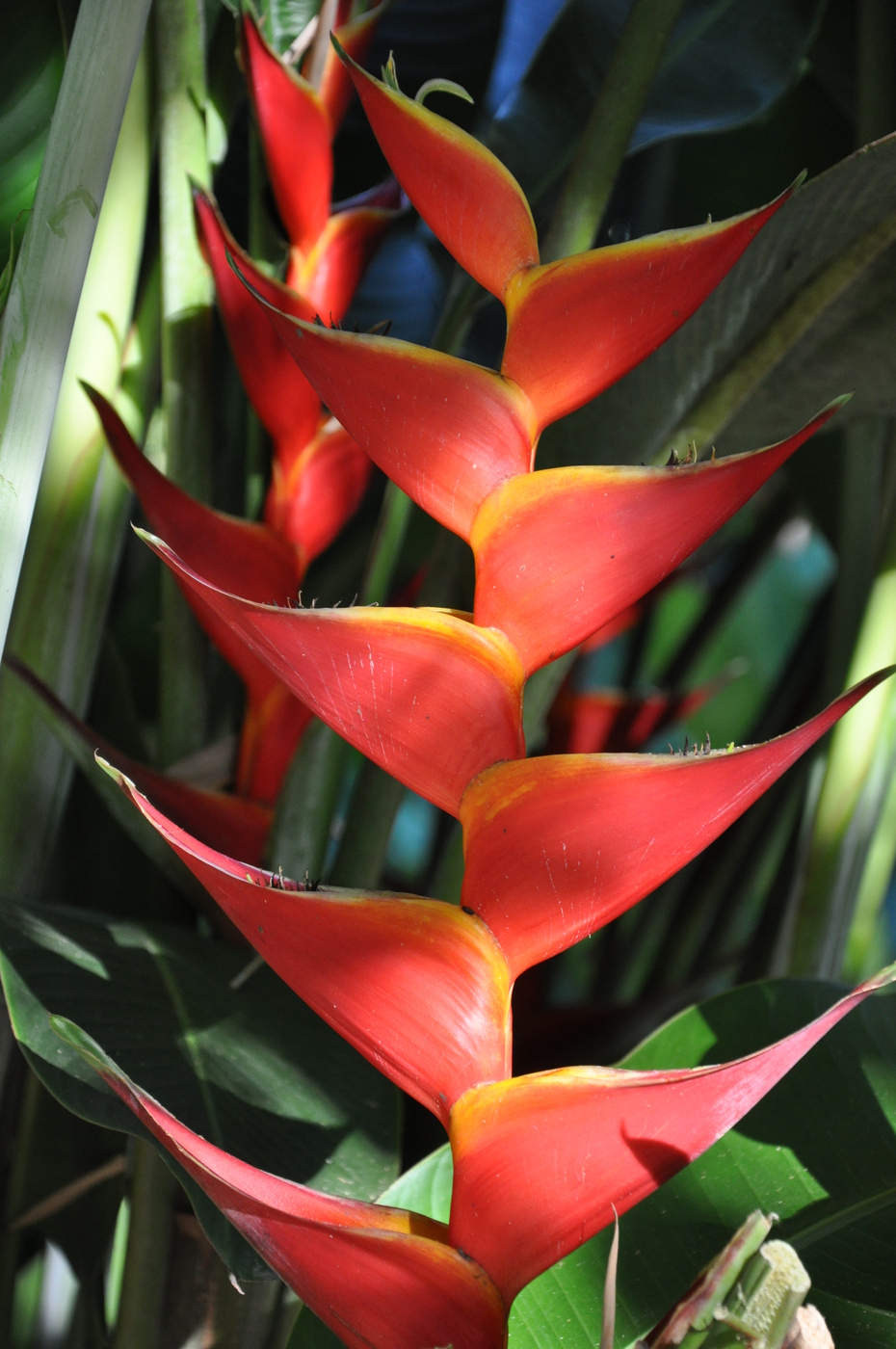 Heliconia bihai x caribaea Kawauchi - Cây Cảnh Nhà Xanh