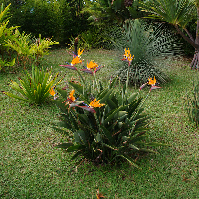 Cây Thiên Điểu - Strelitzia reginae - Cây Cảnh Nhà Xanh